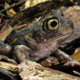Toads: Facts and List of Types With Pictures | Amphibian Fact