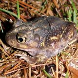 Eastern Spadefoot Toad Facts and Pictures