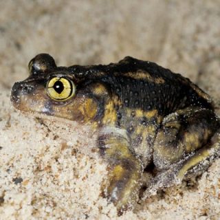 Eastern Spadefoot Toad Facts and Pictures