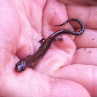 Southern Redback Salamander Facts and Pictures