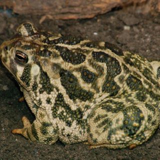 Toads: Facts and List of Types With Pictures - Amphibian Fact