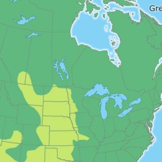 Great Plains Toad Facts and Pictures