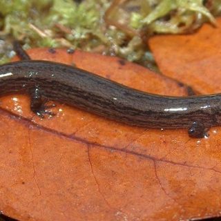 Many-lined Salamander Facts and Pictures