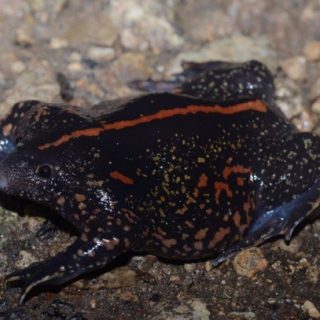 Mexican Burrowing Toad Facts and Pictures
