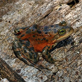 Oregon Spotted Frog Facts and Pictures