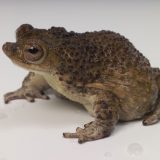 Puerto Rican Crested Toad Facts and Pictures