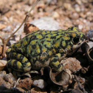 Sonoran Green Toad Facts and Pictures