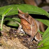 Vampire Frog Facts and Pictures