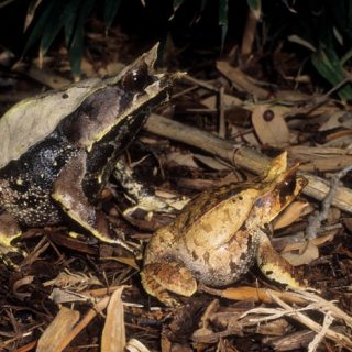 Malayan Horned Frog Facts and Pictures