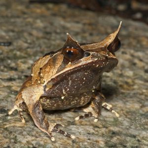 Malayan Horned Frog Facts and Pictures