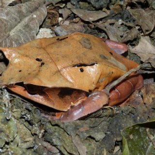 Malayan Horned Frog Facts and Pictures