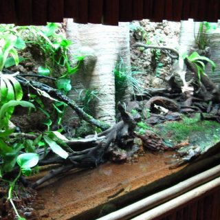 Malayan Horned Frog Facts and Pictures