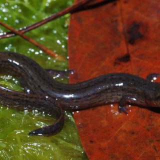 Many-lined Salamander Facts and Pictures