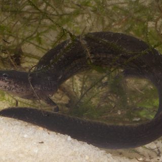 Salamanders: Facts and List of Different Types With Pictures