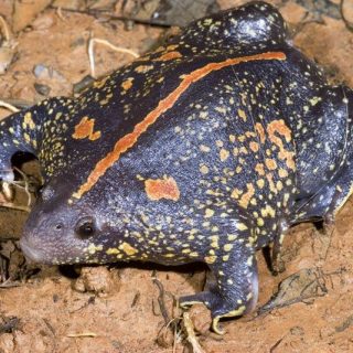 Golden Toad Facts and Pictures