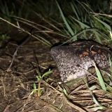 Mexican Burrowing Toad Facts and Pictures