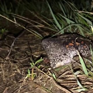 Mexican Burrowing Toad Facts and Pictures