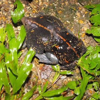 Mexican Burrowing Toad Facts and Pictures