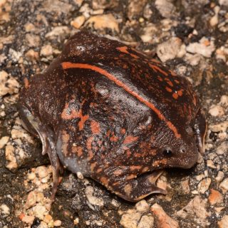 Mexican Burrowing Toad Facts and Pictures