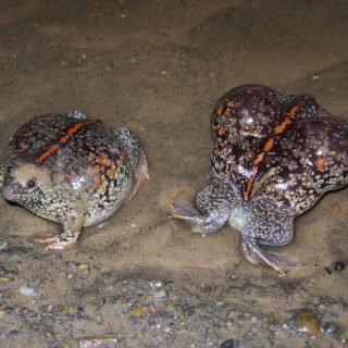 Mexican Burrowing Toad Facts and Pictures