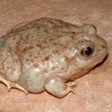 Toads: Facts and List of Types With Pictures | Amphibian Fact