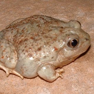 Toads: Facts and List of Types With Pictures - Amphibian Fact