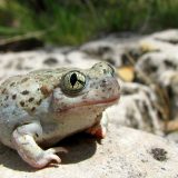 New Mexico Spadefoot Toad Facts and Pictures