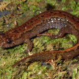 Lesser Siren Facts and Pictures