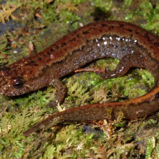 Salamanders: Facts and List of Different Types With Pictures