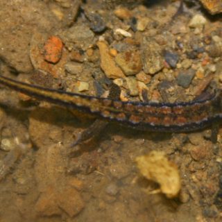Northern Dusky Salamander Facts and Pictures