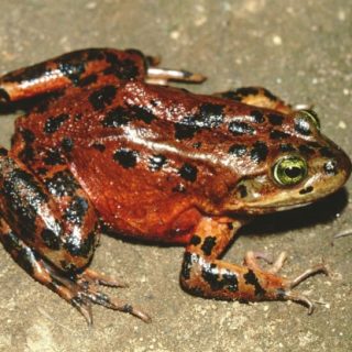 Oregon Spotted Frog Facts and Pictures