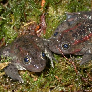 Oregon Spotted Frog Facts and Pictures