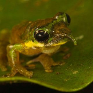 Pinocchio Frog Facts and Pictures