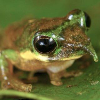 Pinocchio Frog Facts and Pictures