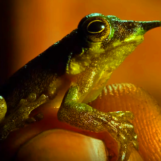 Pinocchio Frog Facts and Pictures