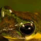 Pinocchio Frog Facts and Pictures