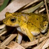 Toads: Facts and List of Types With Pictures - Amphibian Fact