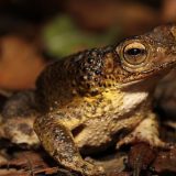 Puerto Rican Crested Toad Facts and Pictures