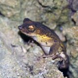 Puerto Rican Crested Toad Facts and Pictures