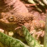 Puerto Rican Crested Toad Facts and Pictures