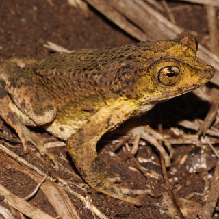 Puerto Rican Crested Toad Facts and Pictures