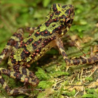 Bornean Rainbow Toad Facts and Pictures