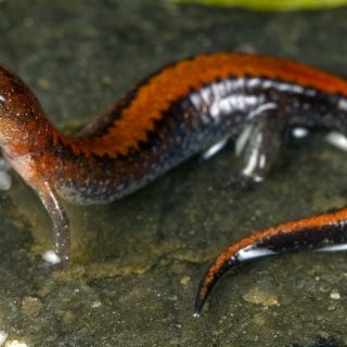 Southern Redback Salamander Facts and Pictures