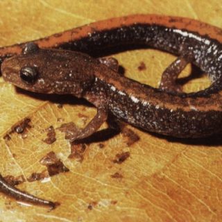 Southern Redback Salamander Facts and Pictures
