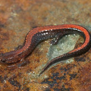 Southern Redback Salamander Facts and Pictures