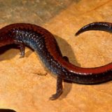 Southern Redback Salamander Facts and Pictures