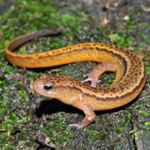 Lesser Siren Facts and Pictures