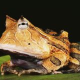 Vampire Frog Facts and Pictures