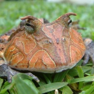 Surinam Horned Frog Facts and Pictures