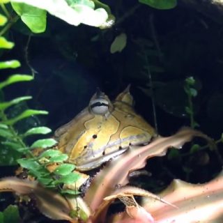 Surinam Horned Frog Facts and Pictures